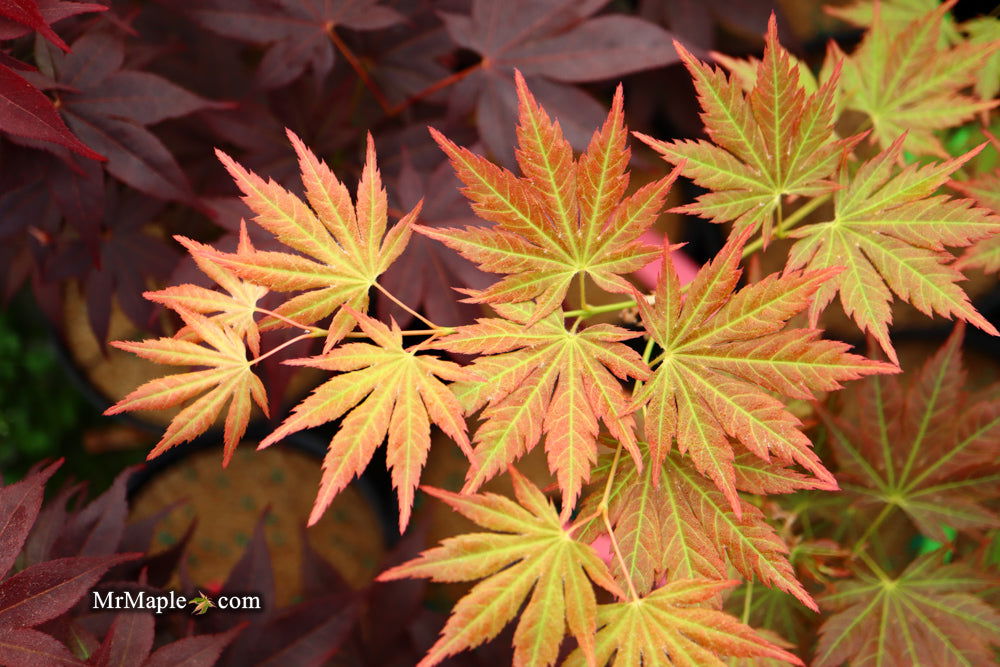 Buy Acer shirasawanum 'Mirte' Full Moon Japanese Maple — Mr Maple │ Buy ...
