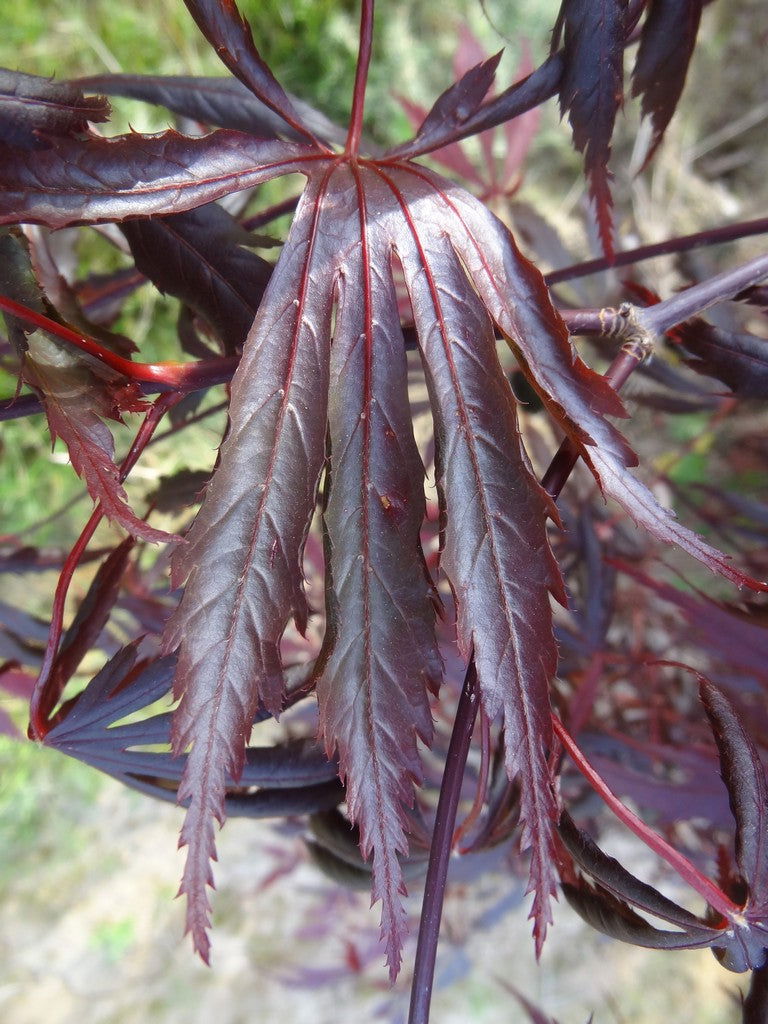 Buy Acer shirasawanum 'Purple Thunder' Japanese Maple — Mr Maple │ Buy ...