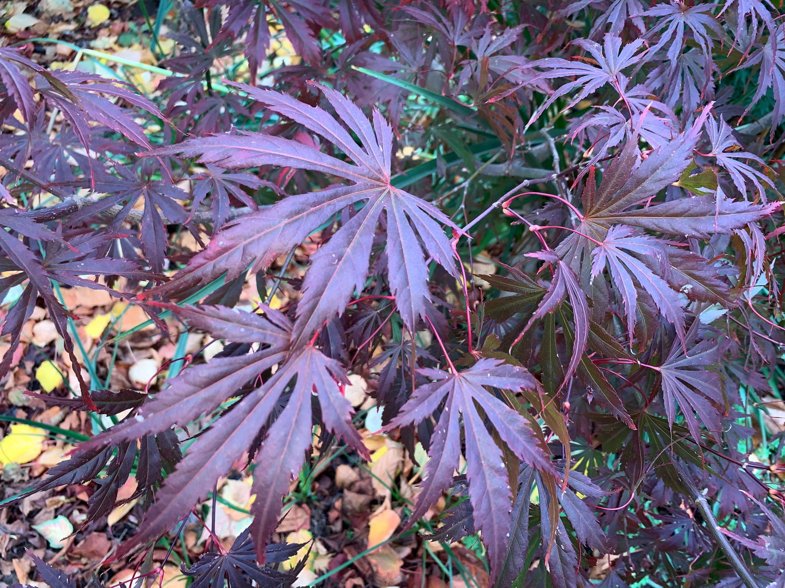 Buy Acer shirasawanum 'Purple Umbrella' Japanese Maple — Mr Maple │ Buy ...