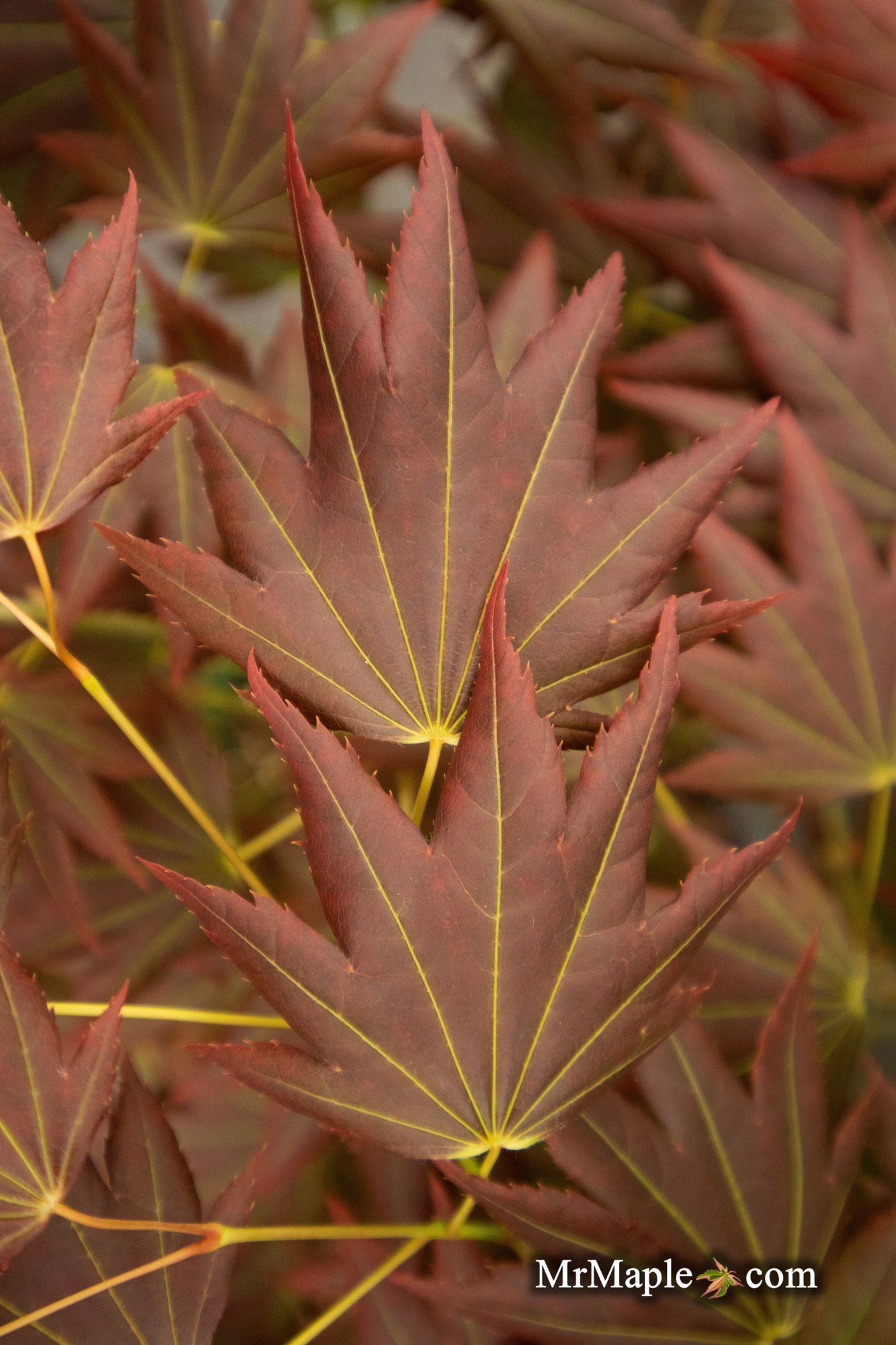 Buy Acer shirasawanum 'Purple Velvet' Japanese Maple — Mr Maple │ Buy ...