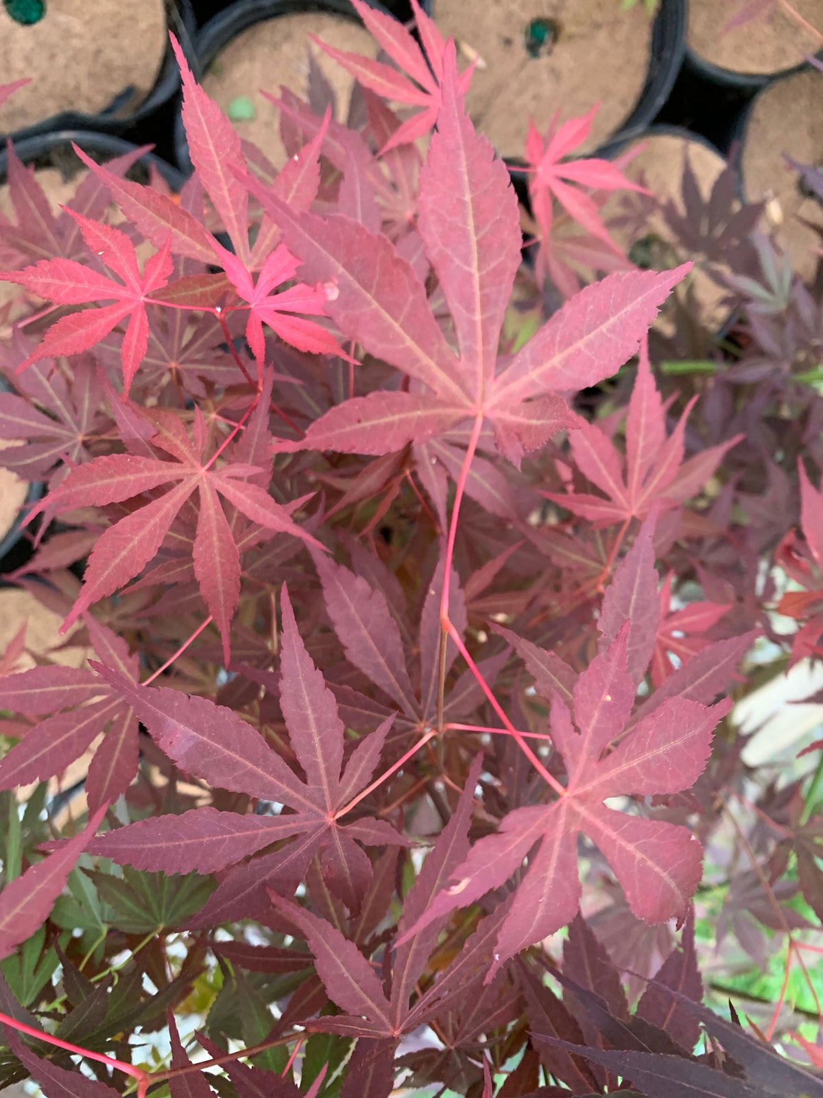 Buy Seedlings from Acer shirasawanum Red Dawn Japanese Maples — Mr ...