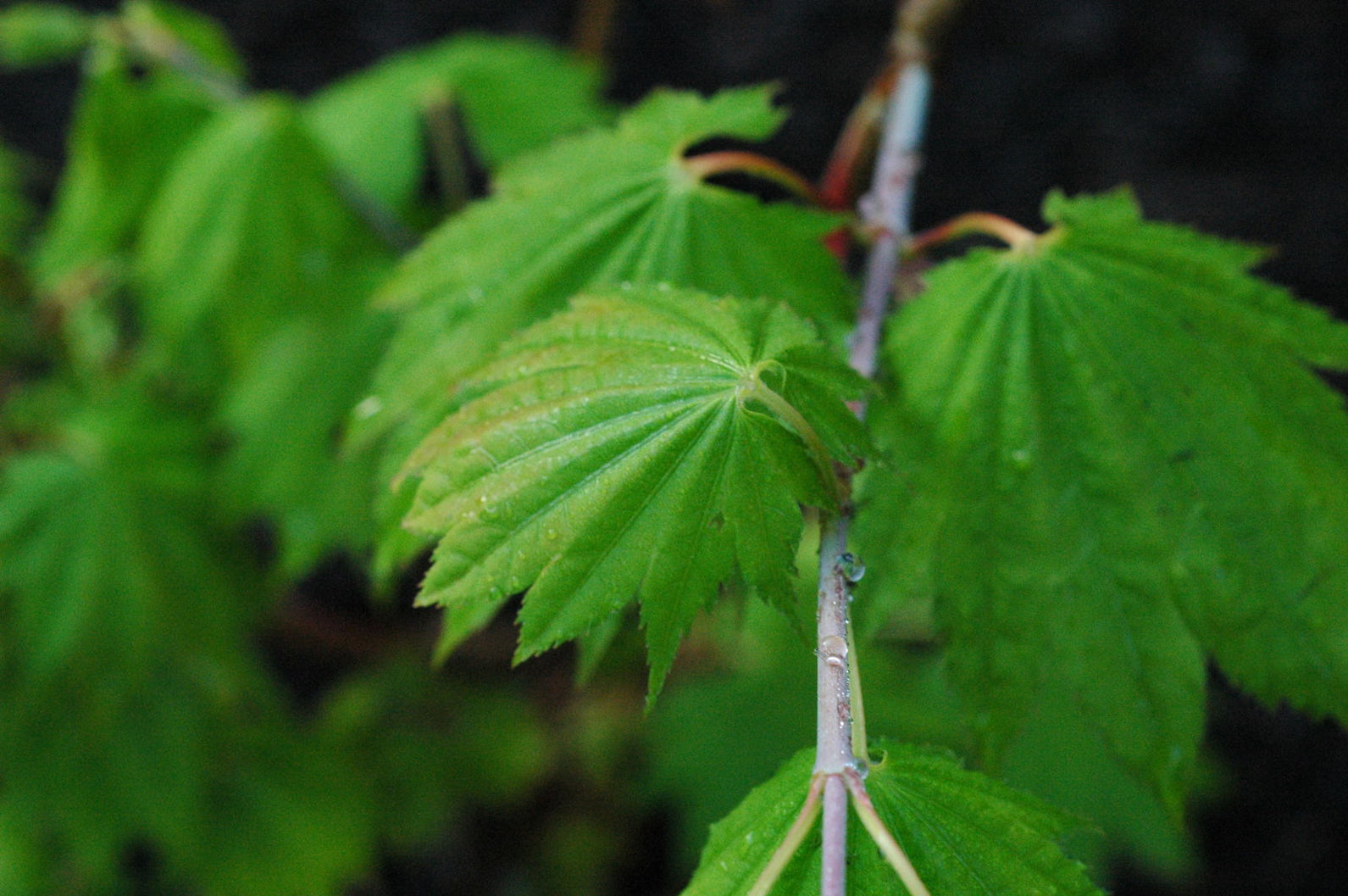 Buy Acer shirasawanum 'Red Wing' Japanese Maple — Mr Maple │ Buy ...