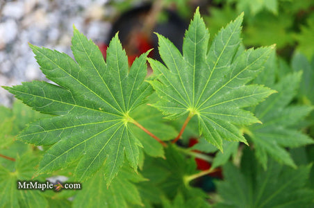 Buy Acer shirasawanum 'Red Wing' Japanese Maple — Mr Maple │ Buy ...