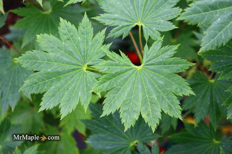 Buy Acer shirasawanum 'Red Wing' Japanese Maple — Mr Maple │ Buy ...