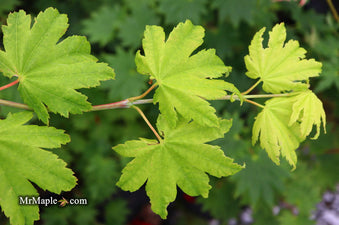 Buy Acer shirasawanum 'Red Wing' Japanese Maple — Mr Maple │ Buy ...