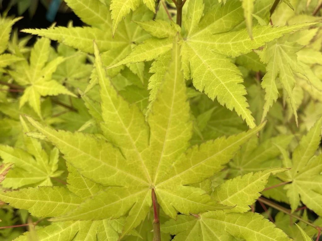 Buy Japanese Maples - MrMaple — Mr Maple │ Buy Japanese Maple Trees
