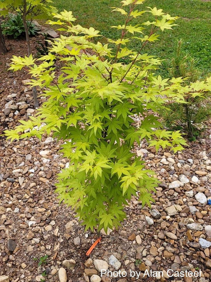 Buy Acer shirasawanum 'Sunny’ Golden Full Moon Japanese Maple — Mr ...