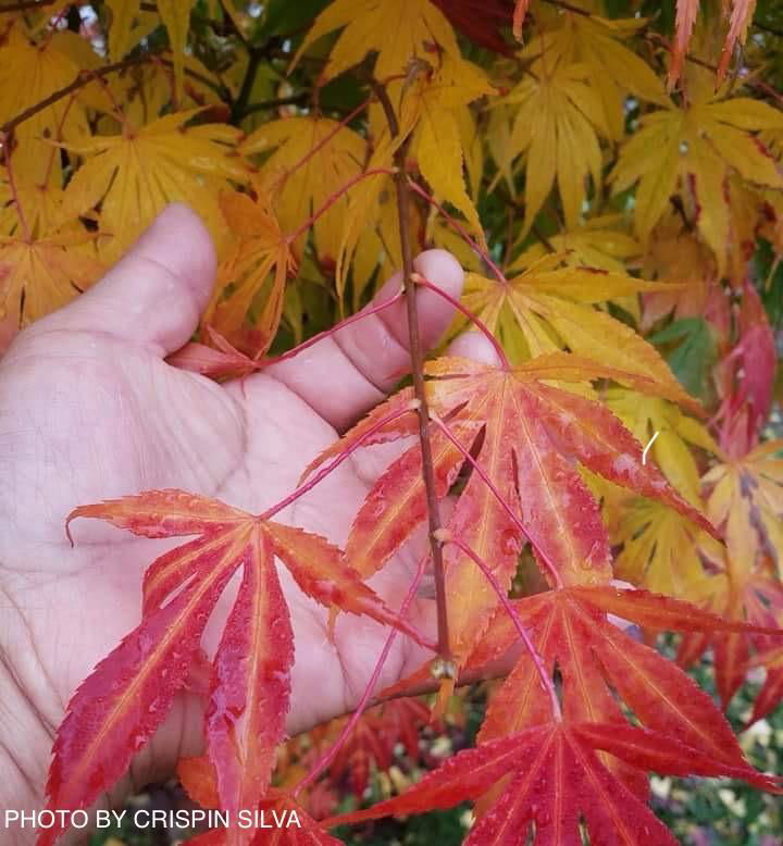 Buy Acer sieboldianum 'Firefall' Japanese Maple — Mr Maple │ Buy ...