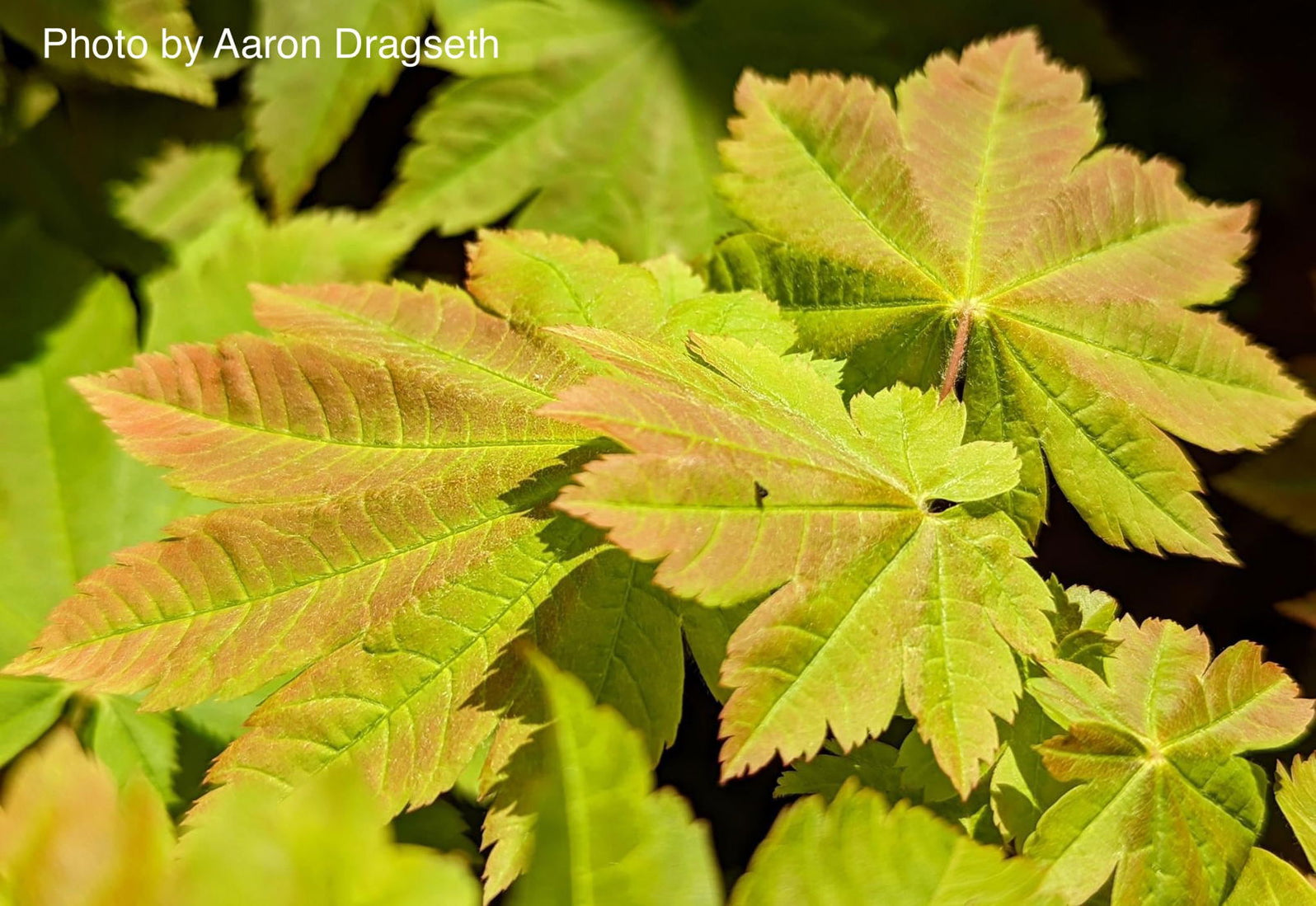 Buy Acer sieboldianum 'Yayoi gasa' Japanese Maple — Mr Maple │ Buy ...