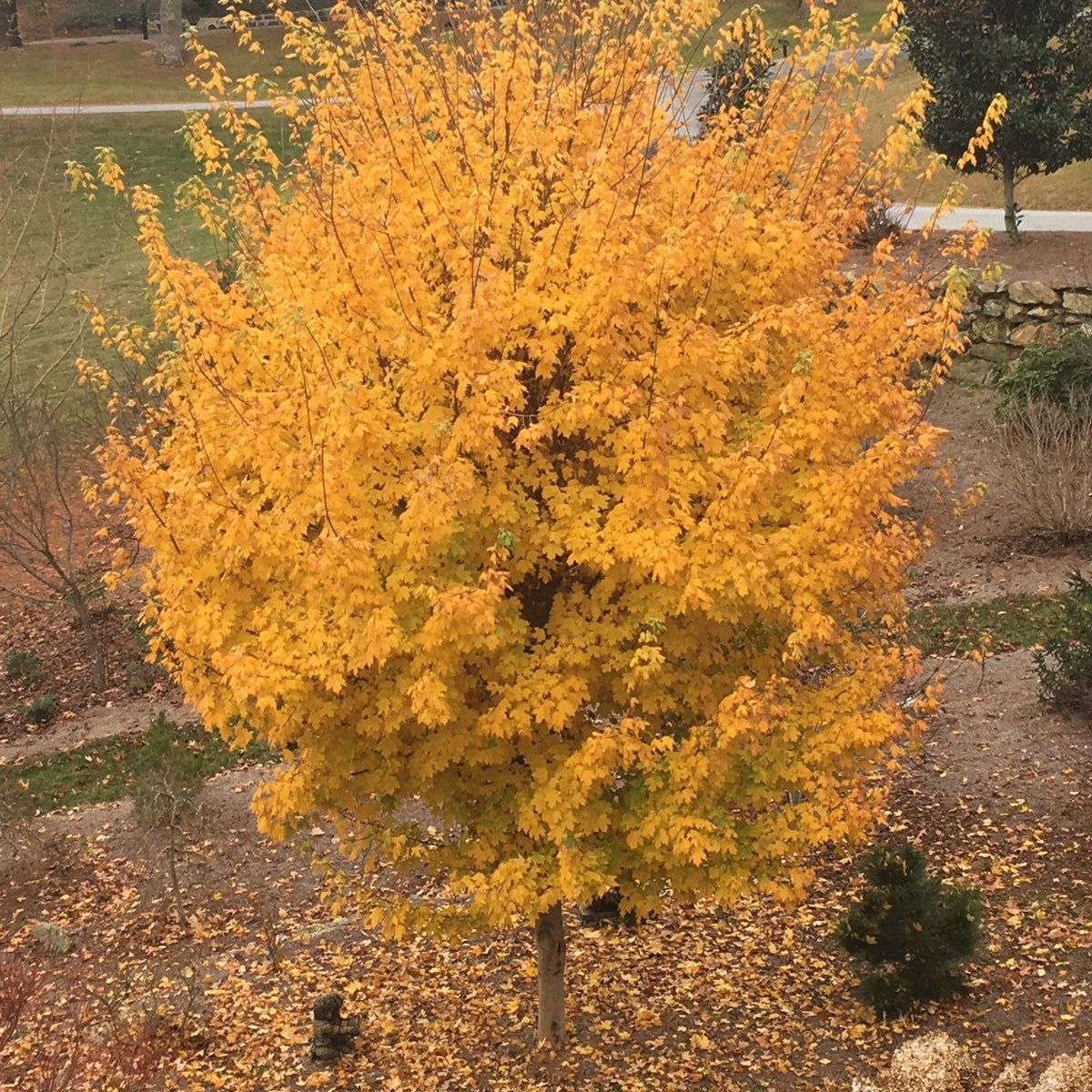 Buy Acer skutchii - Rare Mexican Cloud Forest Sugar Maple — Mr Maple ...