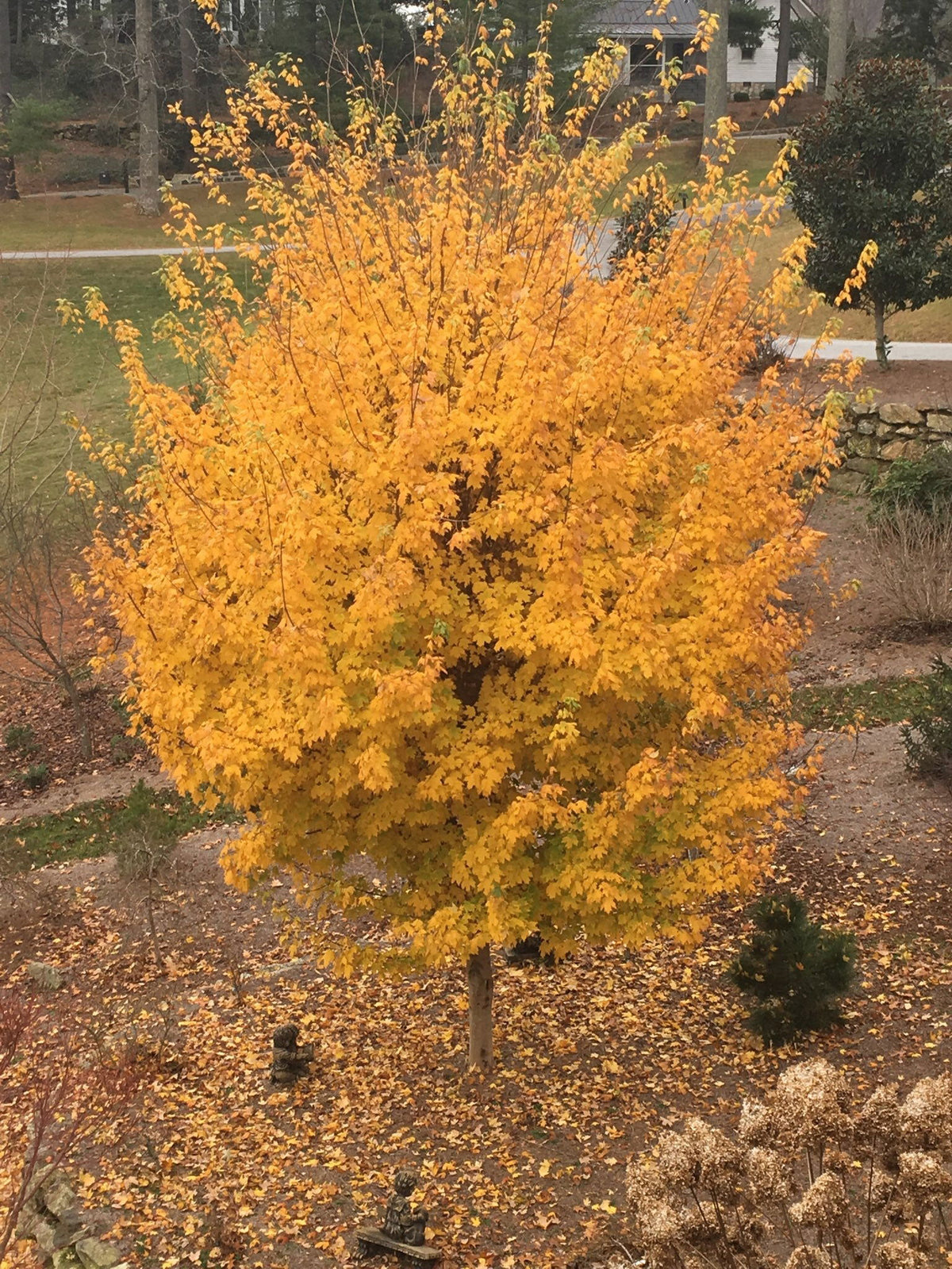 Buy Acer skutchii - Rare Mexican Cloud Forest Sugar Maple — Mr Maple ...