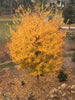 Buy Acer skutchii - Rare Mexican Cloud Forest Sugar Maple — Mr Maple ...