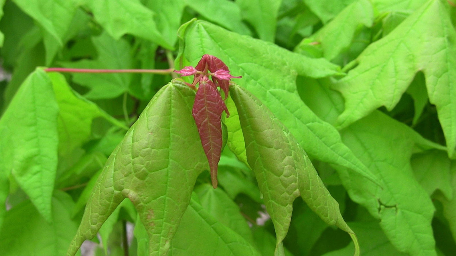 Buy Acer skutchii - Rare Mexican Cloud Forest Sugar Maple — Mr Maple ...