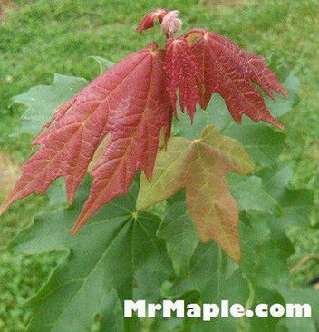 Buy Acer skutchii - Rare Mexican Cloud Forest Sugar Maple — Mr Maple ...