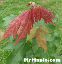 Buy Acer skutchii - Rare Mexican Cloud Forest Sugar Maple — Mr Maple ...