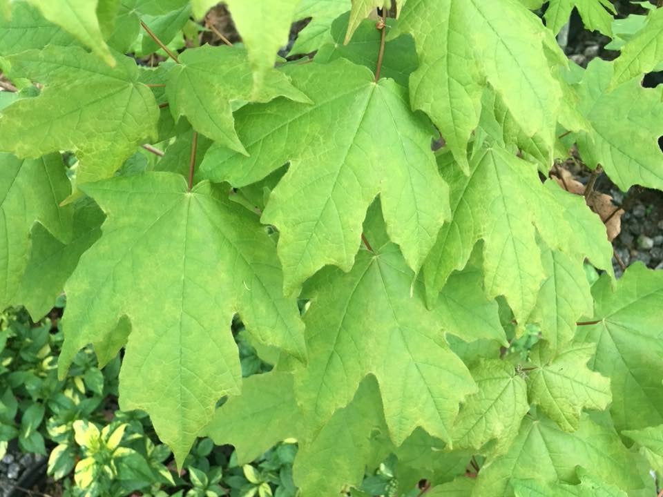 Buy Acer skutchii - Rare Mexican Cloud Forest Sugar Maple — Mr Maple ...