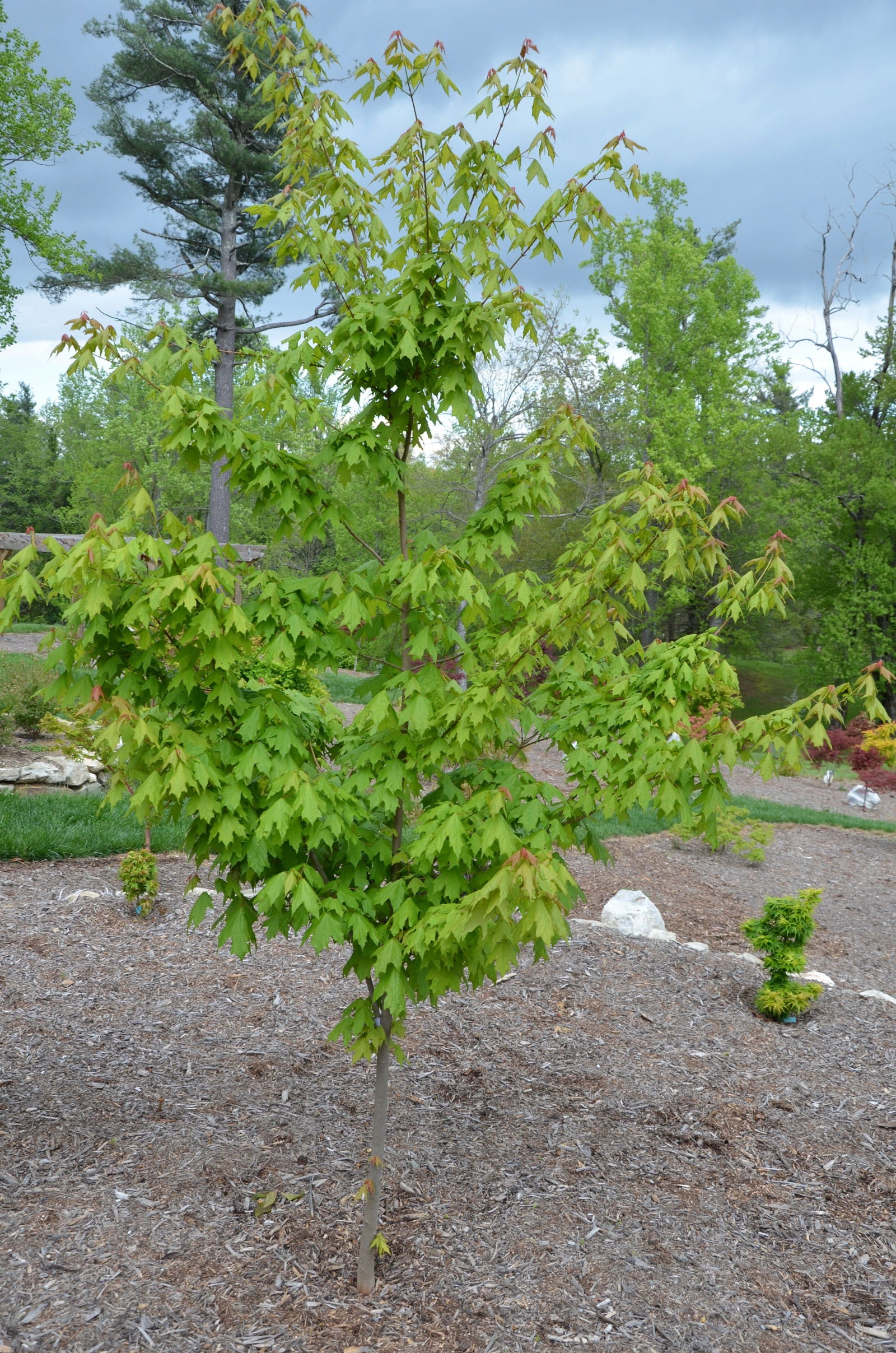 Buy Acer skutchii - Rare Mexican Cloud Forest Sugar Maple — Mr Maple ...