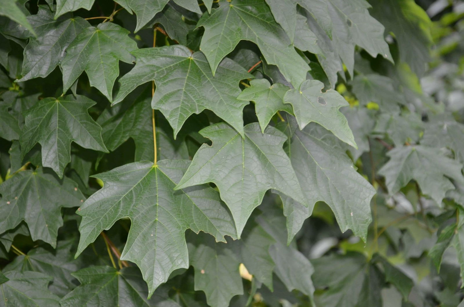 Buy Acer skutchii - Rare Mexican Cloud Forest Sugar Maple — Mr Maple ...