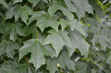 Buy Acer skutchii - Rare Mexican Cloud Forest Sugar Maple — Mr Maple ...