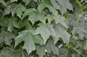 Buy Acer skutchii - Rare Mexican Cloud Forest Sugar Maple — Mr Maple ...