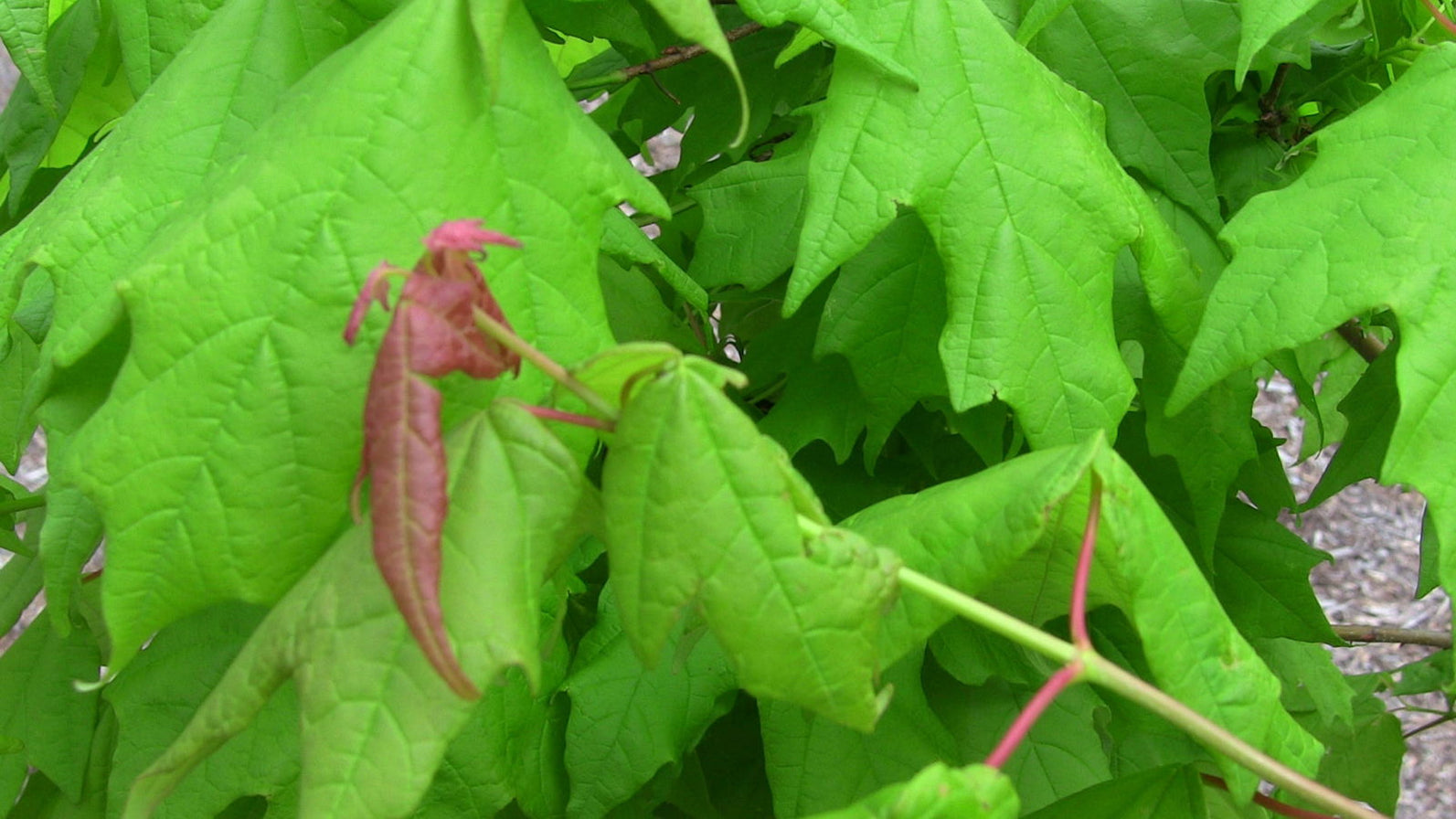 Buy Acer skutchii - Rare Mexican Cloud Forest Sugar Maple — Mr Maple ...