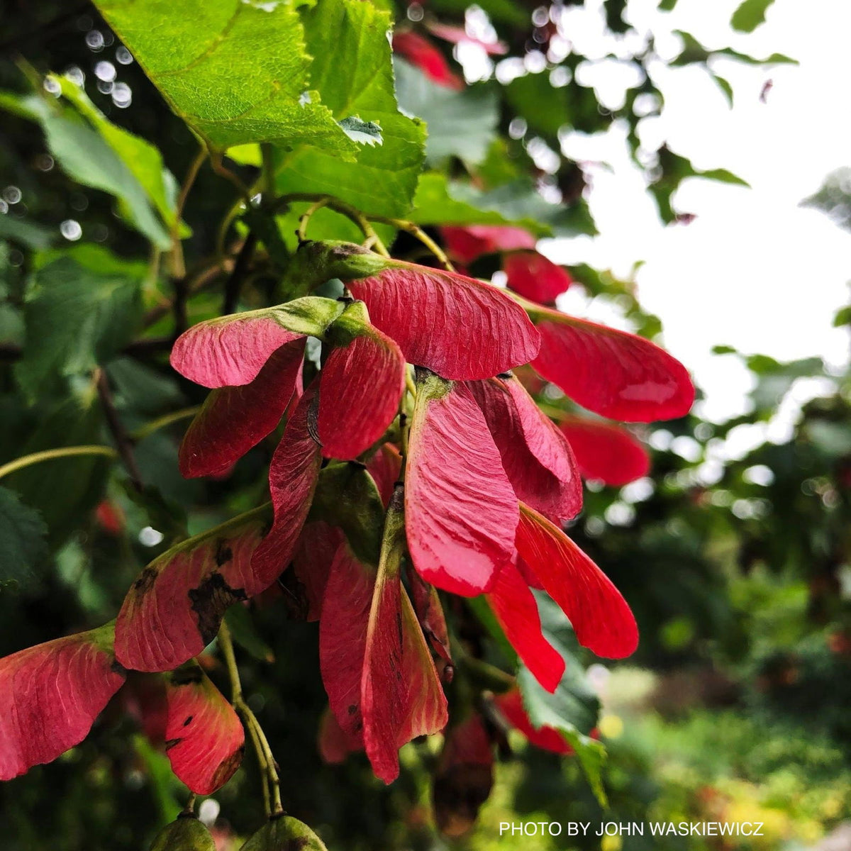 Buy Acer tataricum 'GarAnn’ Hot Wings™ Tatarian maple — Mr Maple │ Buy ...