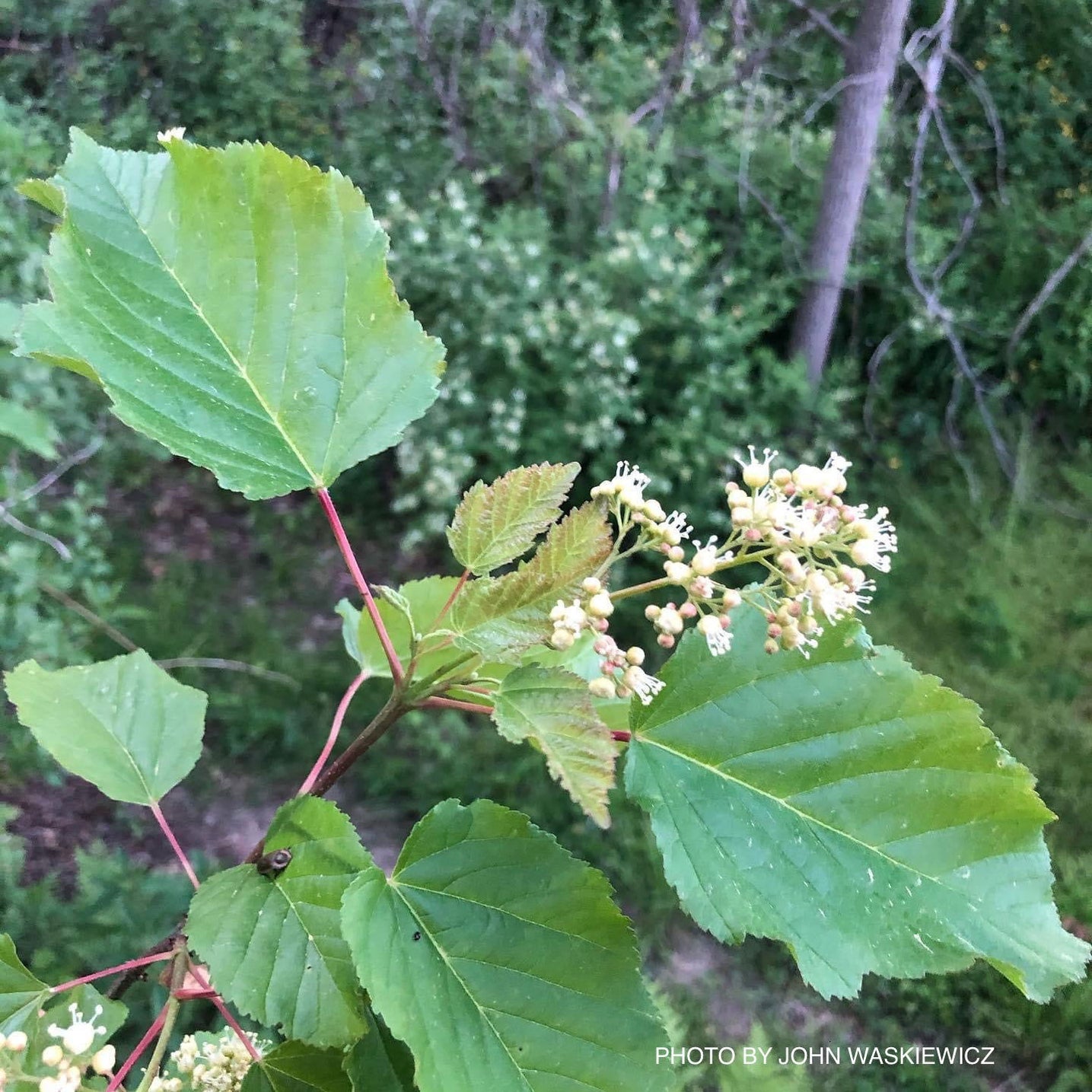 Buy Acer tataricum 'GarAnn’ Hot Wings™ Tatarian maple — Mr Maple │ Buy ...