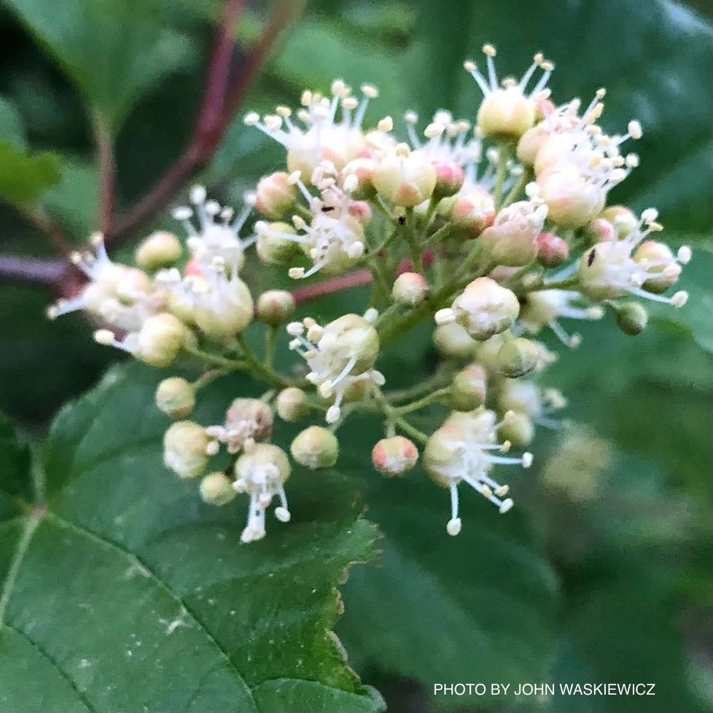 Buy Acer tataricum 'GarAnn’ Hot Wings™ Tatarian maple — Mr Maple │ Buy ...