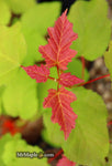 Buy Acer tataricum 'GarAnn’ Hot Wings™ Tatarian maple — Mr Maple │ Buy ...