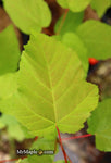 Buy Acer tataricum 'GarAnn’ Hot Wings™ Tatarian maple — Mr Maple │ Buy ...