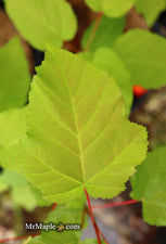 Buy Acer tataricum 'GarAnn’ Hot Wings™ Tatarian maple — Mr Maple │ Buy ...