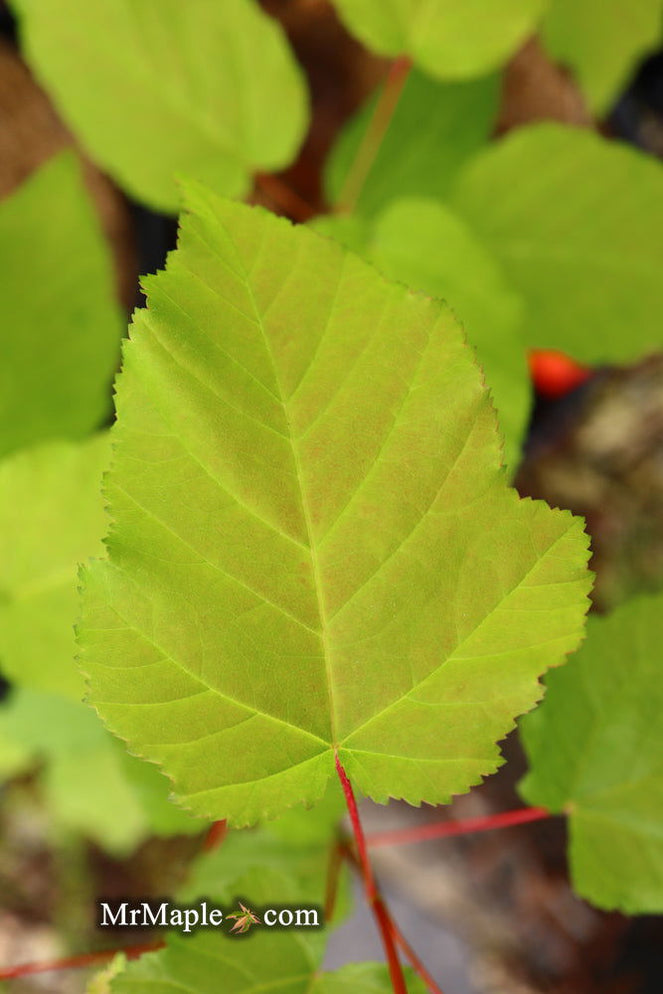 Buy Acer tataricum 'GarAnn’ Hot Wings™ Tatarian maple — Mr Maple │ Buy ...