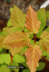 Buy Acer tataricum 'GarAnn’ Hot Wings™ Tatarian maple — Mr Maple │ Buy ...