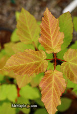 Buy Acer tataricum 'GarAnn’ Hot Wings™ Tatarian maple — Mr Maple │ Buy ...