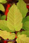 Buy Acer tataricum 'GarAnn’ Hot Wings™ Tatarian maple — Mr Maple │ Buy ...