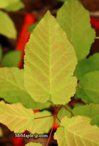 Buy Acer tataricum 'GarAnn’ Hot Wings™ Tatarian maple — Mr Maple │ Buy ...