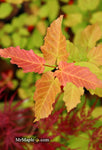 Buy Acer tataricum 'GarAnn’ Hot Wings™ Tatarian maple — Mr Maple │ Buy ...