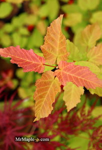Buy Acer tataricum 'GarAnn’ Hot Wings™ Tatarian maple — Mr Maple │ Buy ...