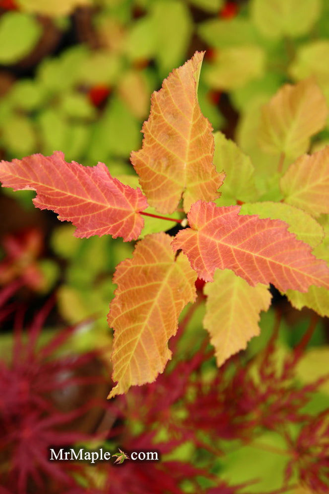 Buy Acer tataricum 'GarAnn’ Hot Wings™ Tatarian maple — Mr Maple │ Buy ...
