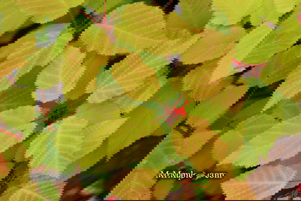 Buy Acer tataricum 'GarAnn’ Hot Wings™ Tatarian maple — Mr Maple │ Buy ...