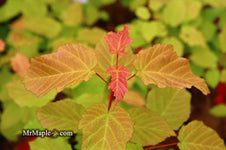 Buy Acer tataricum 'GarAnn’ Hot Wings™ Tatarian maple — Mr Maple │ Buy ...