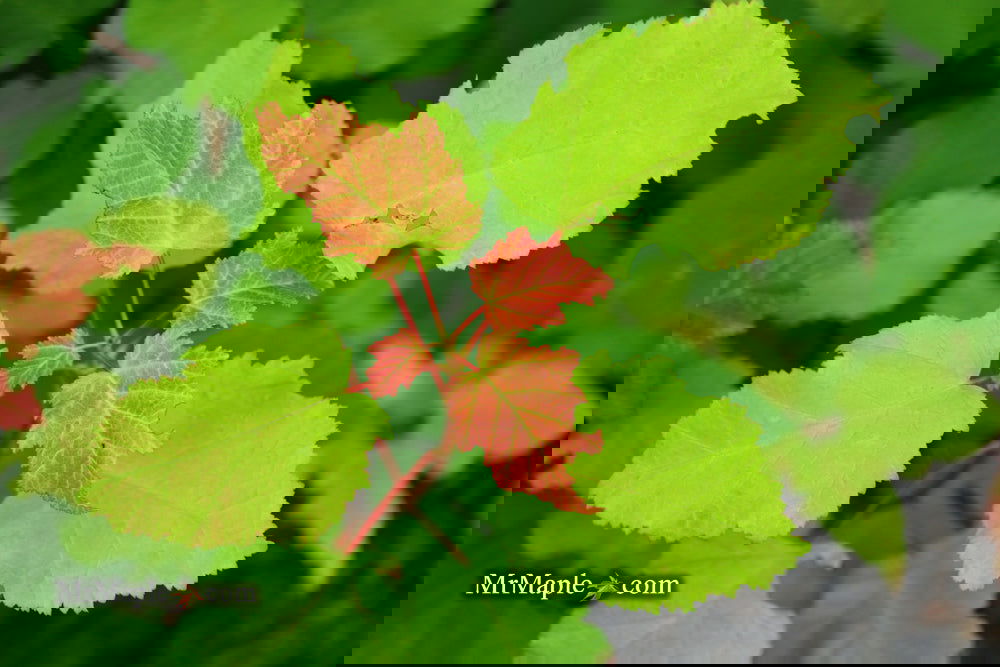 Buy Acer tataricum 'GarAnn’ Hot Wings™ Tatarian maple — Mr Maple │ Buy ...