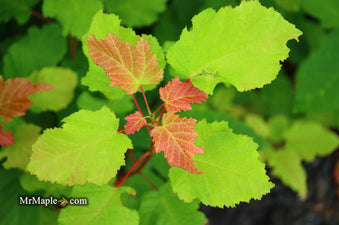 Buy Acer tataricum 'GarAnn’ Hot Wings™ Tatarian maple — Mr Maple │ Buy ...