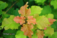 Buy Acer tataricum 'GarAnn’ Hot Wings™ Tatarian maple — Mr Maple │ Buy ...