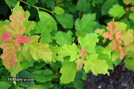 Buy Acer tataricum 'GarAnn’ Hot Wings™ Tatarian maple — Mr Maple │ Buy ...