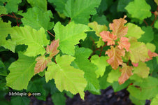 Buy Acer tataricum 'GarAnn’ Hot Wings™ Tatarian maple — Mr Maple │ Buy ...