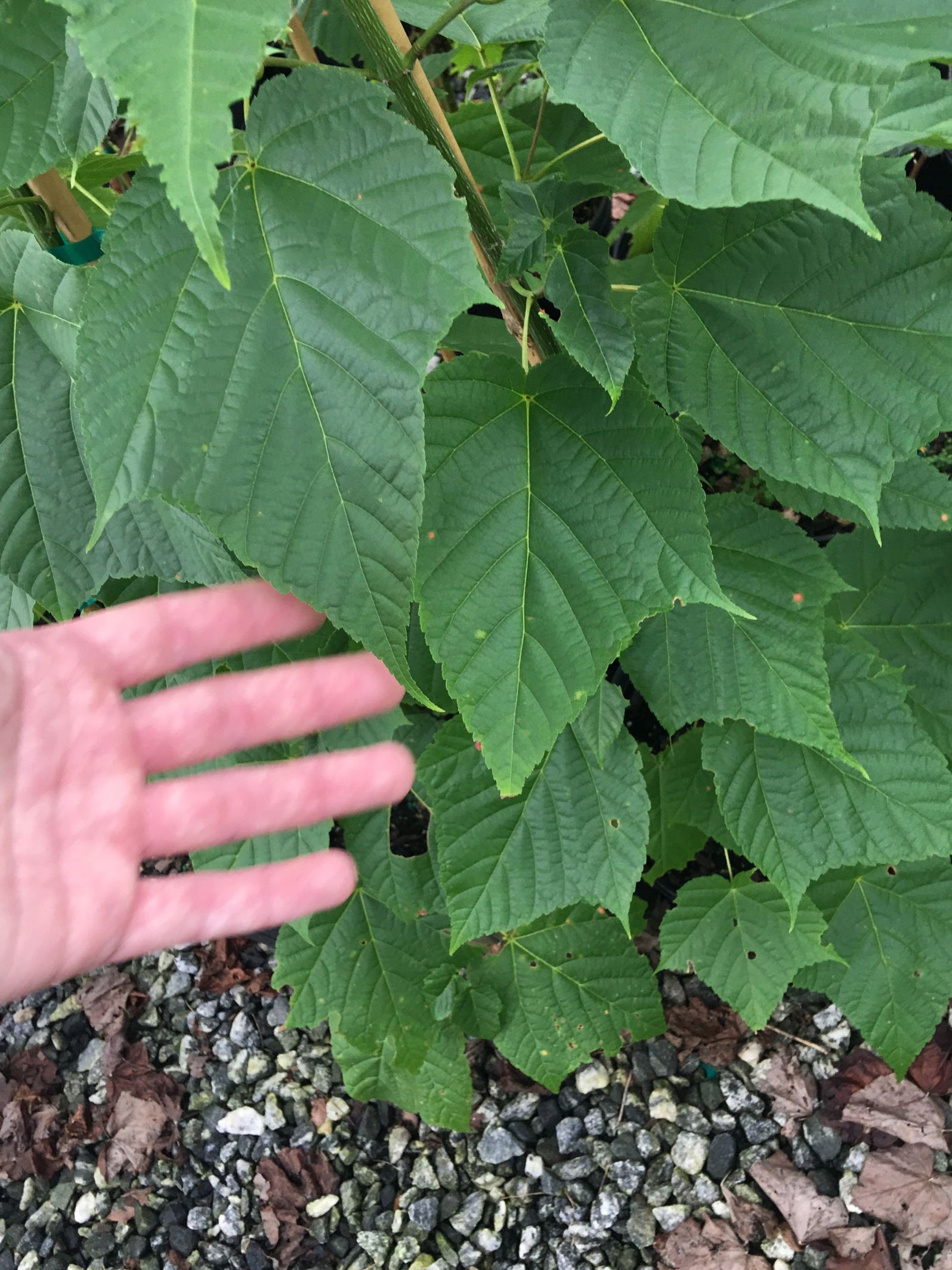 Buy Acer tegmentosum Manchurian Snakebark Japanese Maple — Mr Maple ...