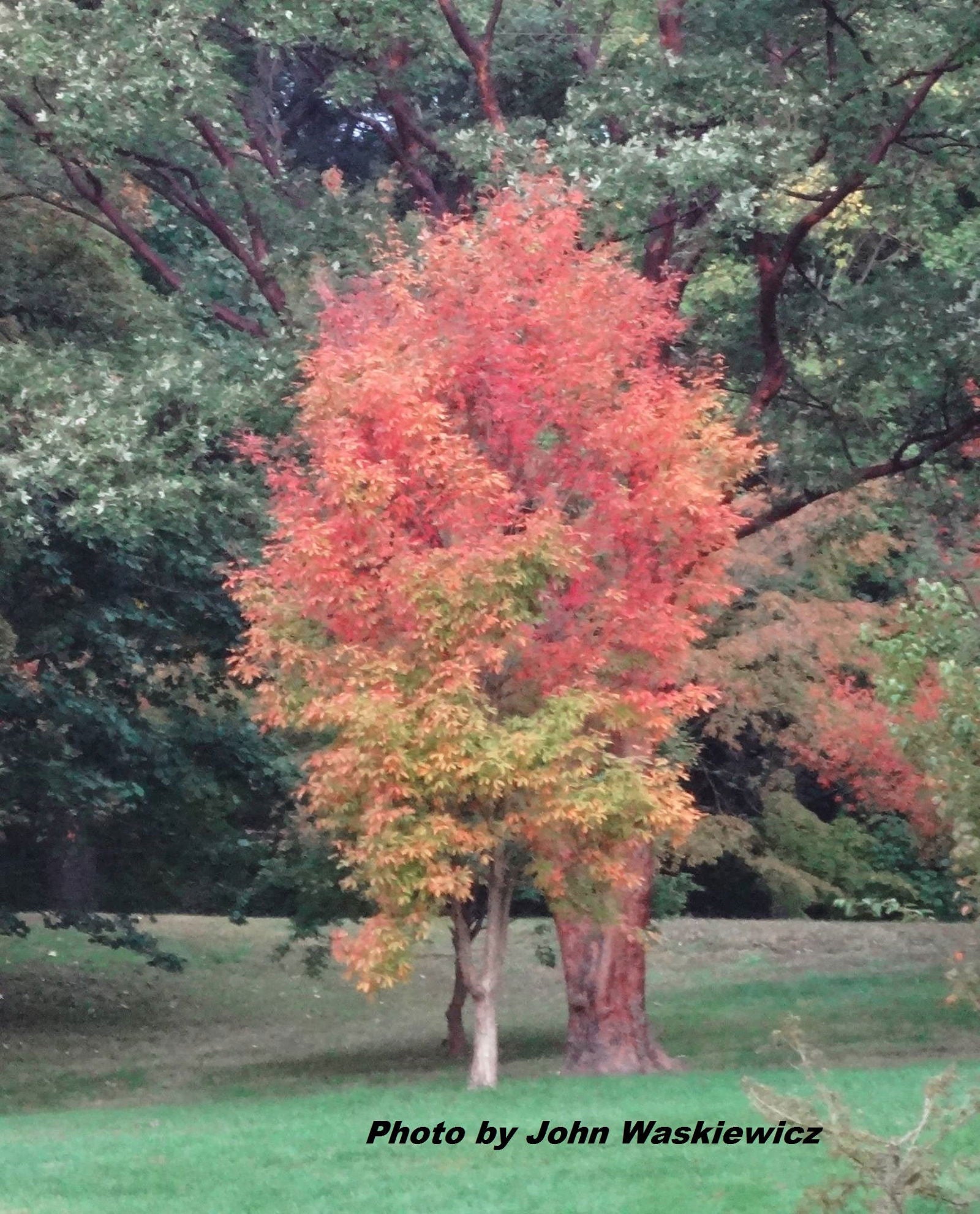 Buy Acer triflorum Shaggy Bark Three Flower Maple — Mr Maple │ Buy ...