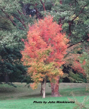 Buy Acer triflorum Shaggy Bark Three Flower Maple — Mr Maple │ Buy ...