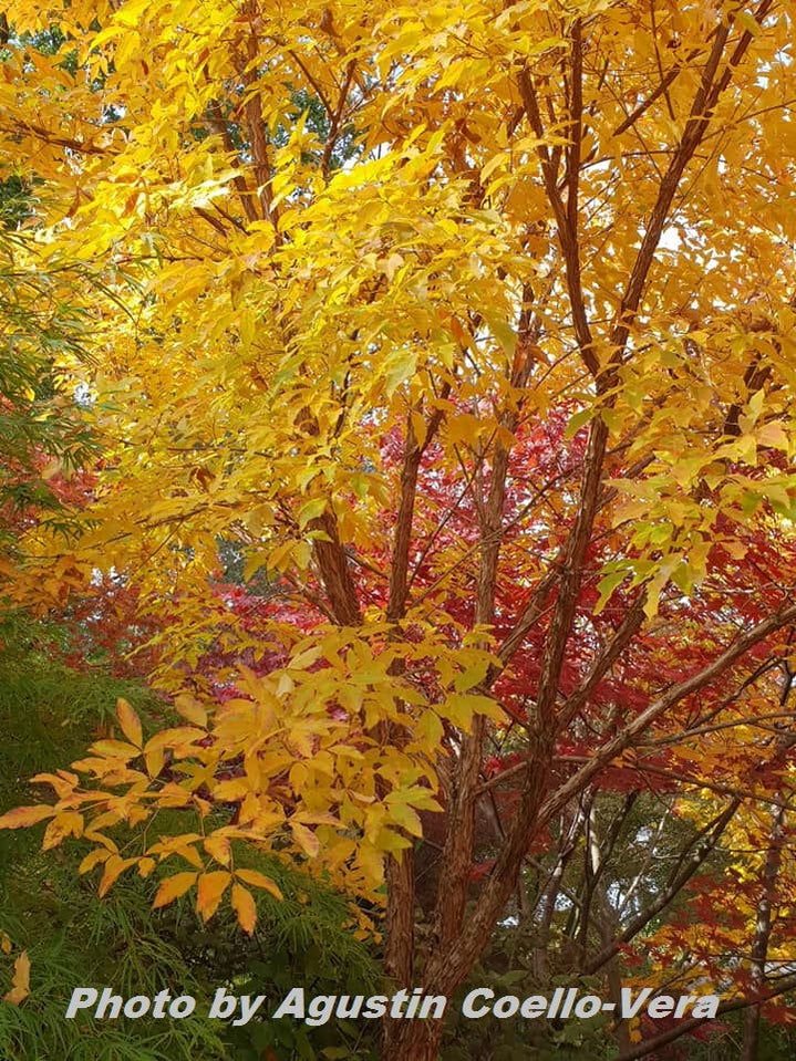 Buy Acer triflorum Shaggy Bark Three Flower Maple — Mr Maple │ Buy ...